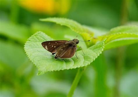 Small Brown Butterfly On Green Leaf