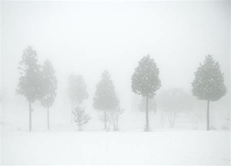 木立 Sgギャラリー