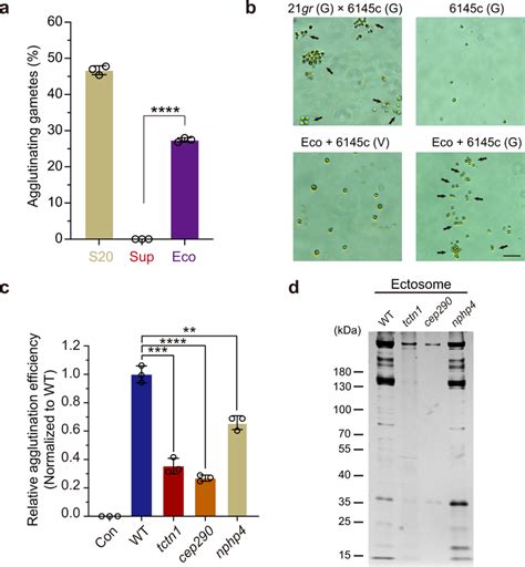 The Activity And Protein Composition Of Ciliary Ectosomes Shedding From