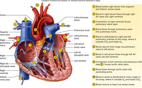 Flow Through The Heart Pathophysiology Heart Blood Flow Blood Flow