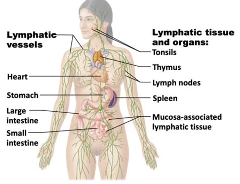 Lymphatic System Lab Quiz Flashcards Quizlet Lymphatic System Lab Quiz Flashcards Quizlet