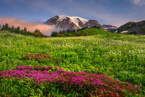 Red Flowers Green Fields Mount Rainier Fine Art Photo Fine Art Prints