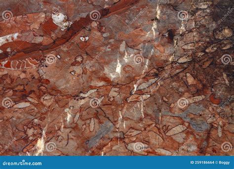 Fossiliferous Limestone Coquina Shell Rock Building Blocks Unloading Stock Image Cartoondealer