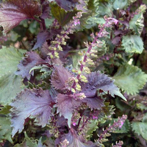 Perilla Frutescens