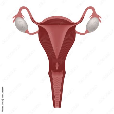 Anatomical Structure Of The Uterus Reproductive System Of A Woman