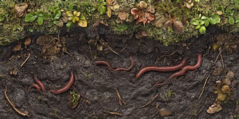 Close Up View Of Earthworms In Rich Soil Surrounded By Green Plants And
