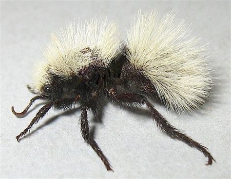 Dasymutilla Sackenii Bugguidenet