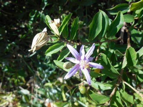 Lavendelster Kruisbesje Grewia Caffra