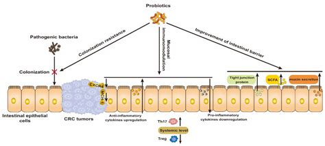 A Review Of The Use Of Native And Engineered Probiotics For Colorectal