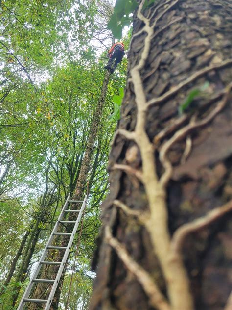 Smc Tree Services Added A New Photo Smc Tree Services