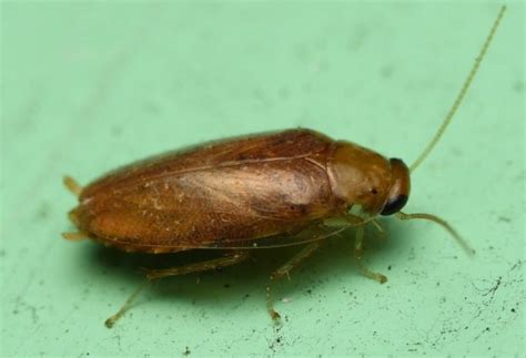 35 Types Of Roaches In Florida Pictures And Identification