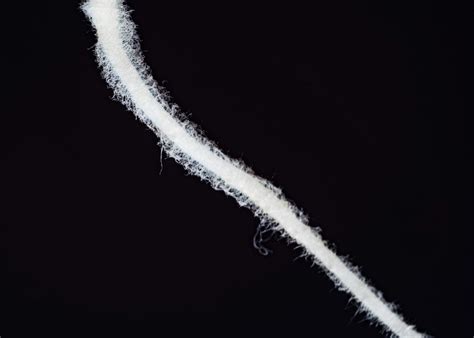 Cannabis Roots Medical Potential And How To Use The Roots Sensi Seeds