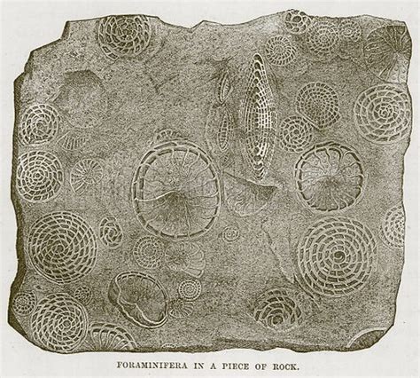 Foraminifera In A Piece Of Rock Stock Image Look And Learn