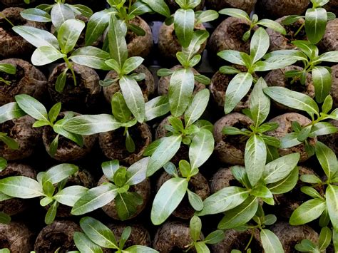 What Do Vinca Seed Pods Look Like At Kelsey Sapp Blog