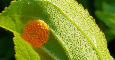 What Is This Orange Stuff Album On Imgur