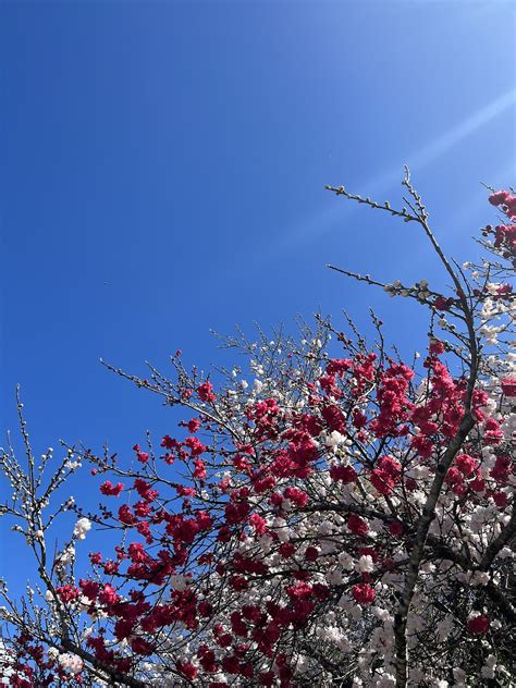 Azalee Rododendron Copac Fotografie Gratuită Pe Pixabay Pixabay