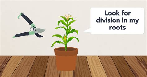 Flora Corn Plant Propagation Guide From Trimming To Thriving