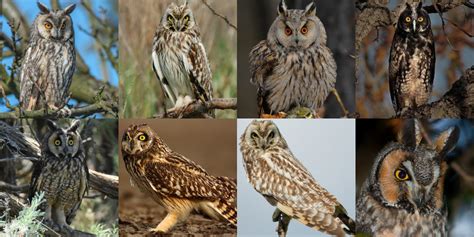 Owls Of The World From Genus Asio Eared Owls And Allies The Owl Pages