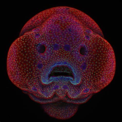 Microscopic Photography Art