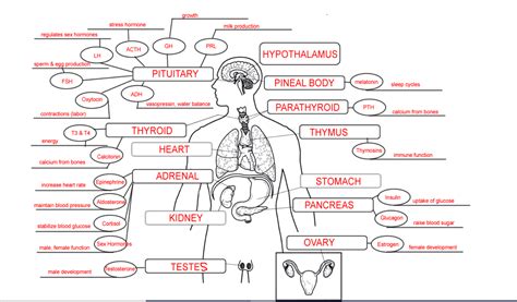 Solved Endocrine System Concept Map Fill The Blank Spaces Of The