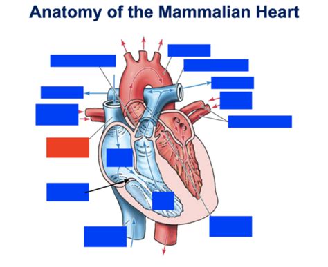 Physiology Exam 2 Flashcards Quizlet