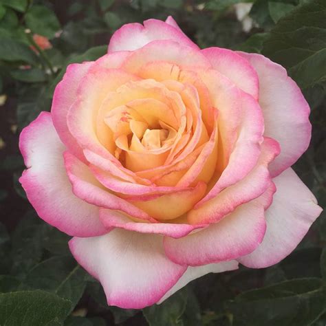 Heirloom Roses Rose Plant Peace Rose Bush Hybrid Tea