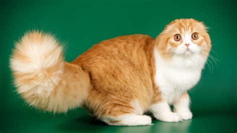 19 Gorgeous Cat Breeds With The Fluffiest Most Luxurious Tails