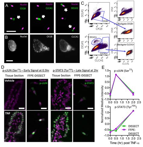 Ffpe Dissect Enables The Identification Of Cell Types And Download Scientific Diagram