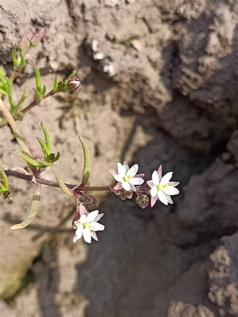 Tiny Weeds And Corn Spurry Flowers Syedastock