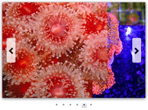 dmxzone nivo slider extensions dmxzone