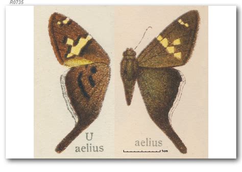 Cephise Aelius Illustrations