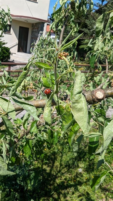 Aphids On A Pear Tree What Solutions Are There Rpermaculture