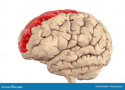 Human Brain With Highlighted Superior Frontal Gyrus Stock Illustration