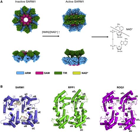 Structural Basis Of Sarm1 Activation Substrate Recognition And