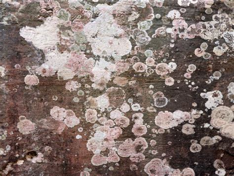 Lichen Growing On Stone Mold Stains On The Wall Old Stone Covered