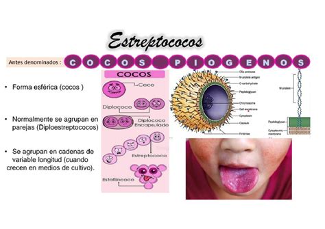 Estreptococos Estafilococo Estreptococos Antes Denominados C5a Protease Cocos Antigen Coco