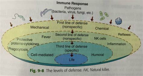 Immune System Flashcards Quizlet