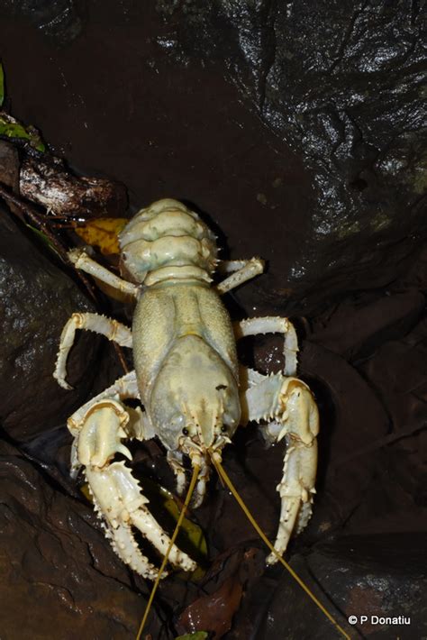 Euastacus Sulcatus1 Kennedy Property The Australian Crayfish Project