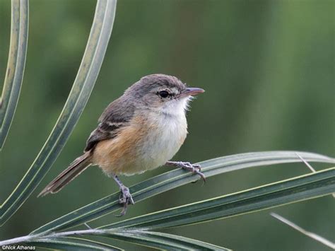 Rufous Sided Pygmy Tyrant By Nick Athanas