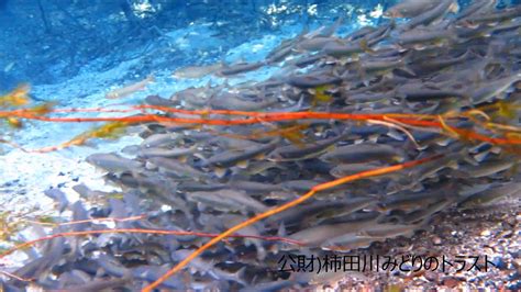 柿田川アユ遡上 柿田川で産卵のためアユの第一陣が遡上してきました。アユたちは未だ婚姻色になっていません。一部少し色が変わり始めている個体もいますが、産卵を始めるまでもう少し時間がかかります