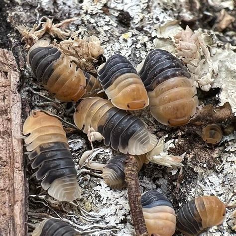 Rubber Bees Been Buzzin Lately R Isopods