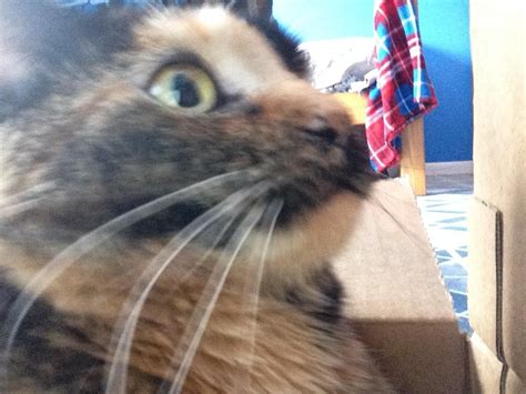 Cat With Triangle Pupil R Mildlyinteresting