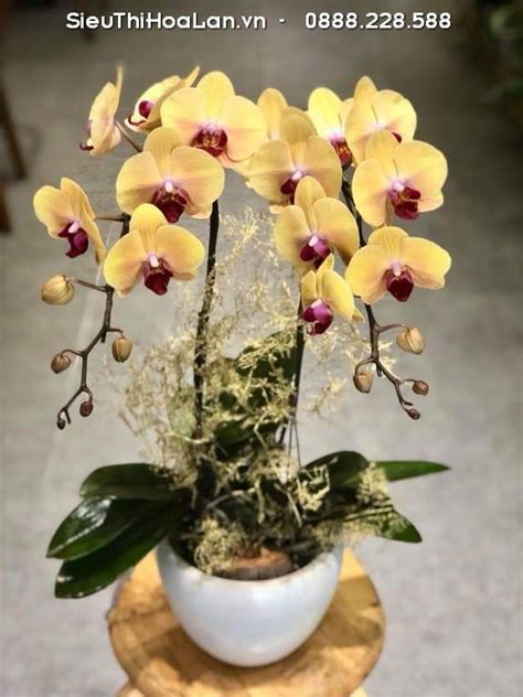 5 ý Nghĩa Của Hoa Lan Loài Hoa Biểu Tượng Của Thuần Khiết