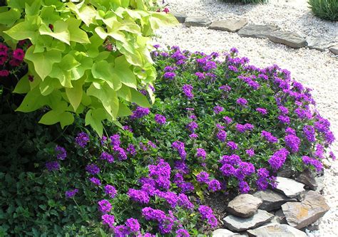 Verbena Plant Care Verbena Plant Green Ocean Buy Plants Online