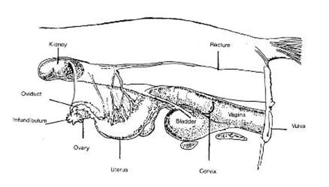 The Mare Breeding Soundness Examination And Reproductive Anatomy