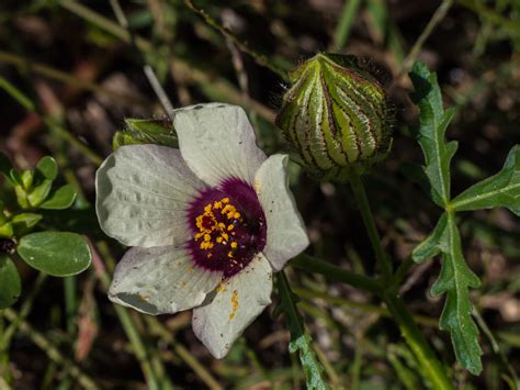 Hibiscus Trionum 2016 Hibiscus Trionum 2016 Flower Of Flickr