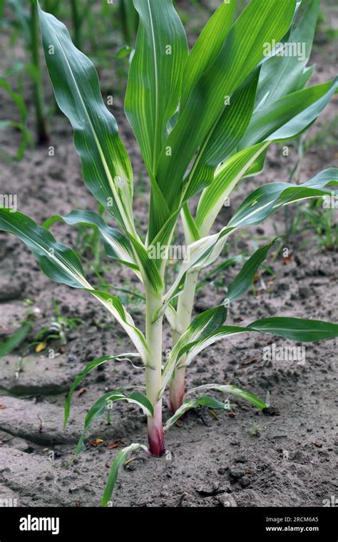 Phytotoxic Effect On The Corn Plant Discoloration Chlorosis Caused By