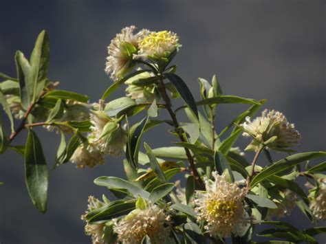 Gnidia Glauca Eflora Of India