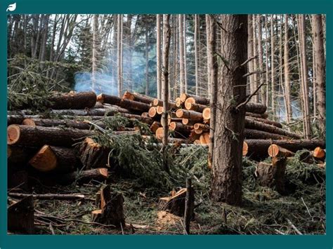 Deforestation Solutions Effective Strategies And How You Can Help
