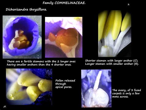 Dichorisandra Thyrsiflora Botany Brisbane